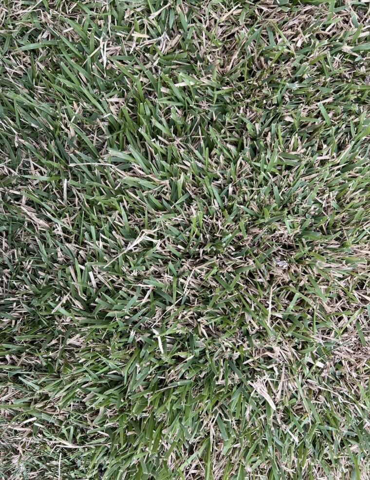 The Grass Outlet | Sod Grass for Austin, San Antonio