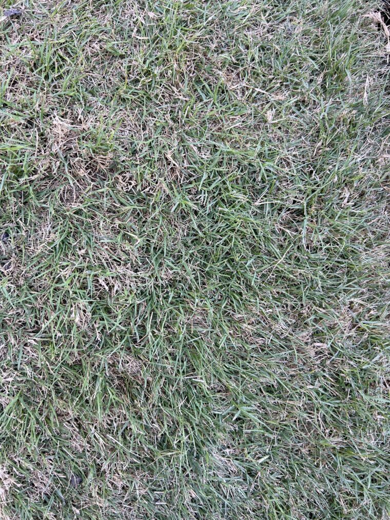 The Grass Outlet | Sod Grass for Austin, San Antonio