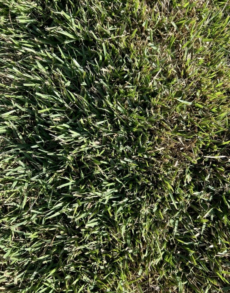 The Grass Outlet | Sod Grass for Austin, San Antonio