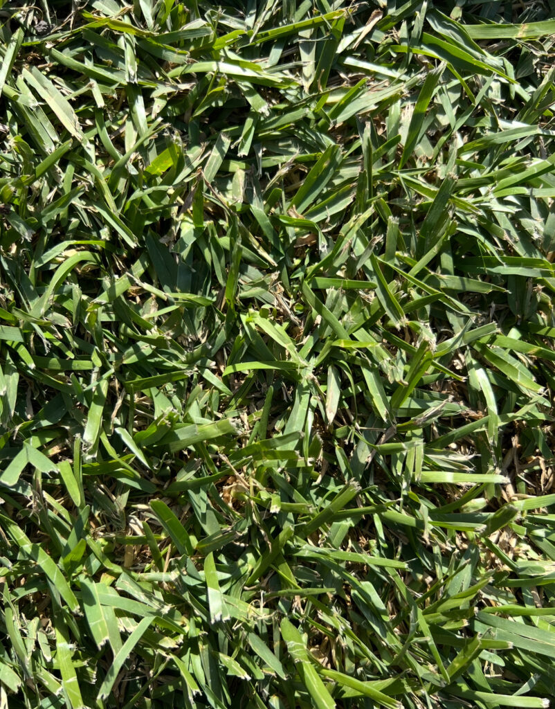 The Grass Outlet | Sod Grass for Austin, San Antonio