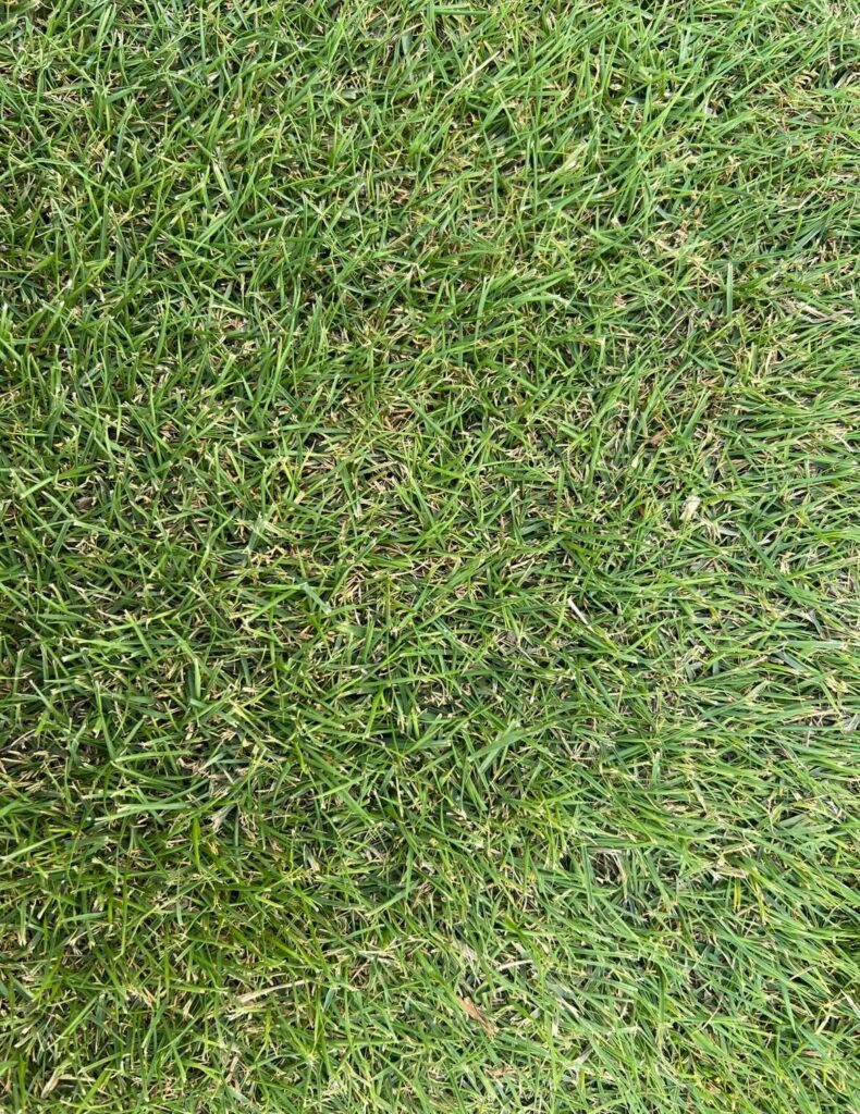The Grass Outlet | Sod Grass for Austin, San Antonio