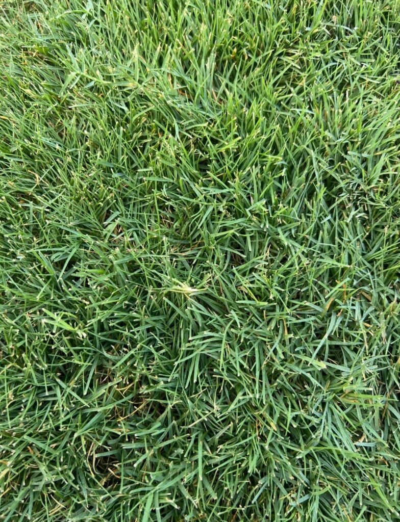 The Grass Outlet | Sod Grass for Austin, San Antonio