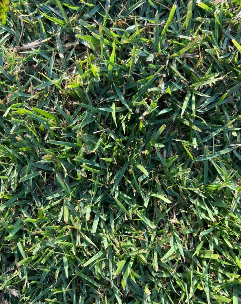 The Grass Outlet | Sod Grass for Austin, San Antonio