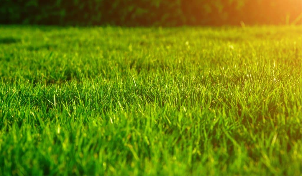 The Grass Outlet | Sod Grass for Austin, Dallas, Houston, San Antonio