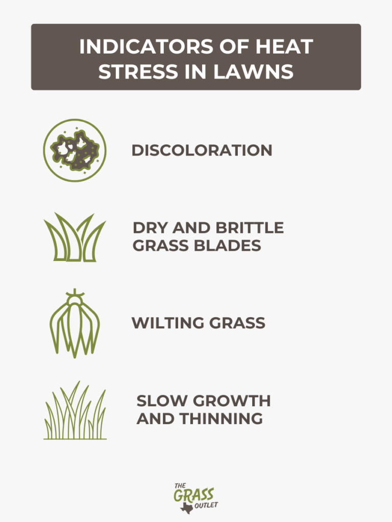 Heat Stressed Lawn: Symptoms, Causes & Treatment Solutions