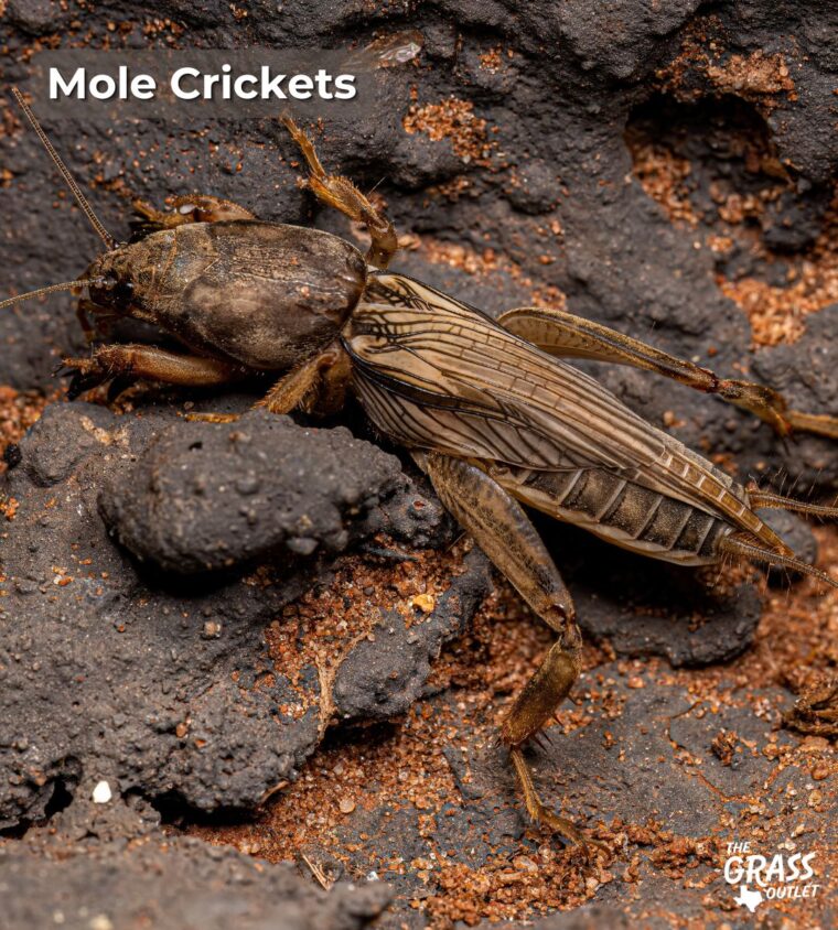 Texas Lawn Insects Identification Guide - The Grass Outlet