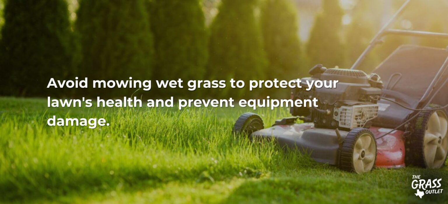 Can You Mow Wet Grass After it Rains? | The Grass Outlet | Texas