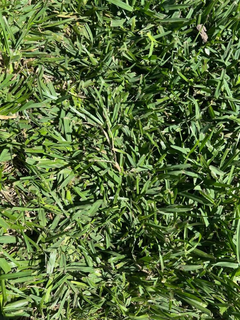 The Grass Outlet | Sod Grass for Austin, San Antonio
