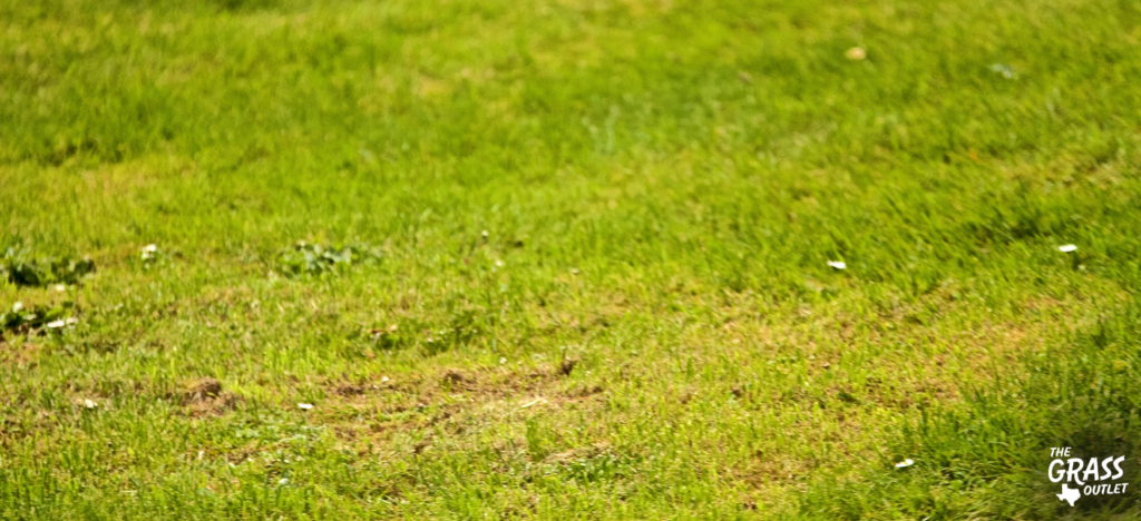 How to Fix Patchy Grass: A Step-by-Step Lawn Repair Guide