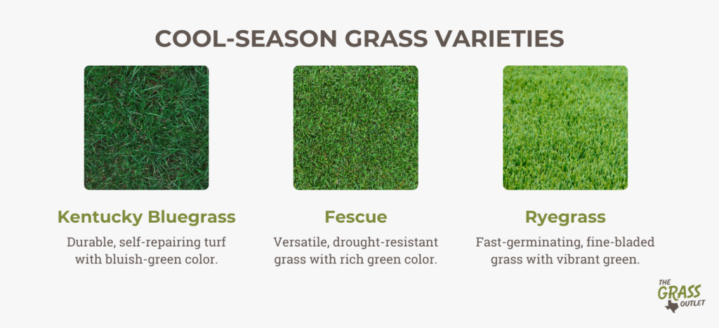 How to Identify Your Grass Type | The Grass Outlet | Texas