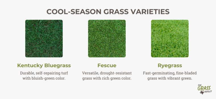 How to Identify Your Grass Type | The Grass Outlet | Texas