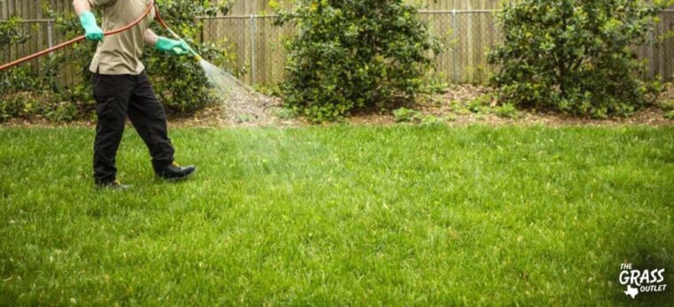 When to Apply Pre-Emergent in North Texas | The Grass Outlet | Texas