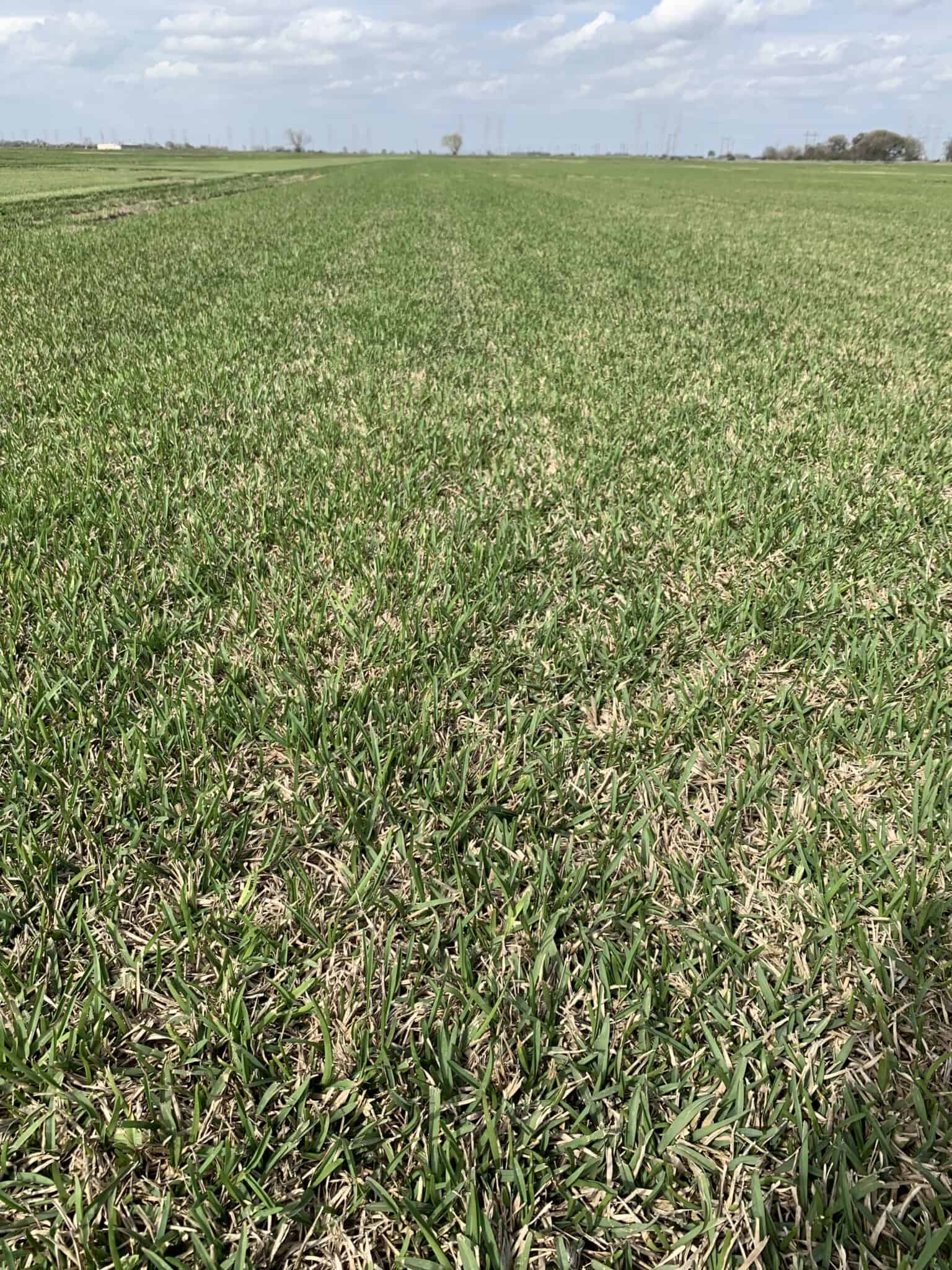 The Grass Outlet | Sod Grass for Austin, Dallas, Houston, San Antonio