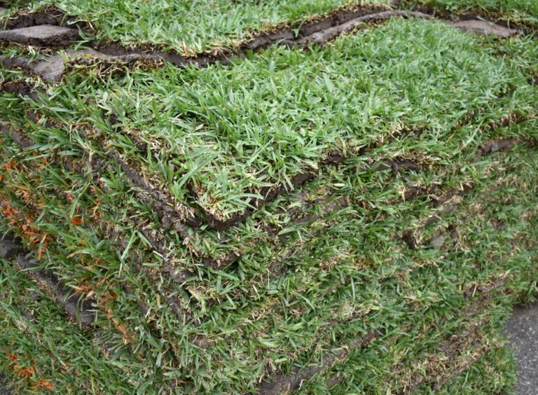 The Grass Outlet | Sod Grass for Austin, San Antonio