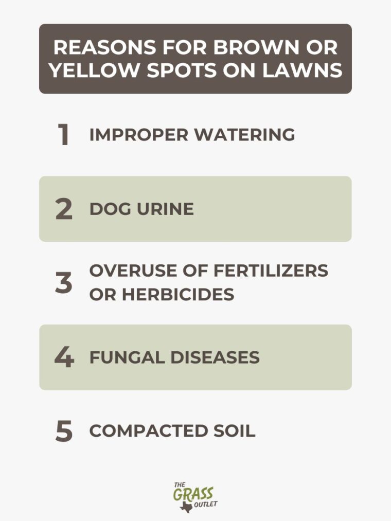 Fix Common Lawn Problems for a Healthy, Lush Lawn | Texas