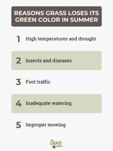 How to Keep Grass Green in Summer | The Grass Outlet