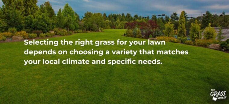 How to Identify Your Grass Type | The Grass Outlet | Texas