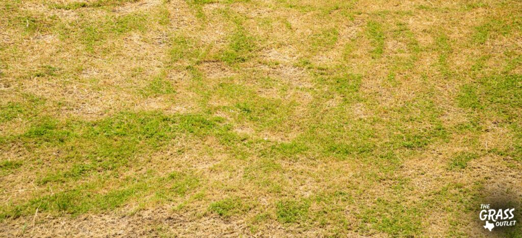 Identifying & Preventing Diseases On Lawn | The Grass Outlet