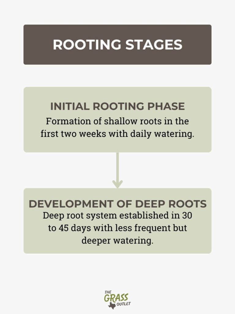 How Long Does it Take For Sod to Take Root? - The Grass Outlet