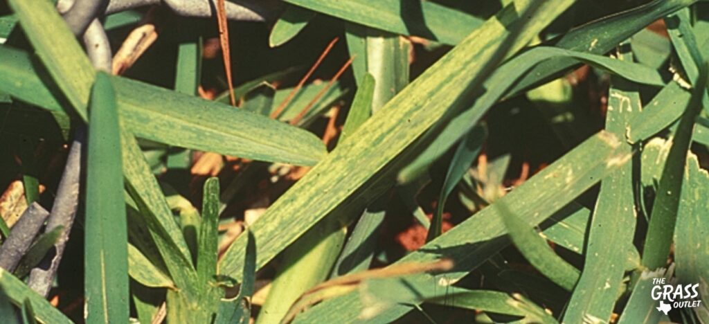 Identifying & Preventing Diseases On Lawn | The Grass Outlet