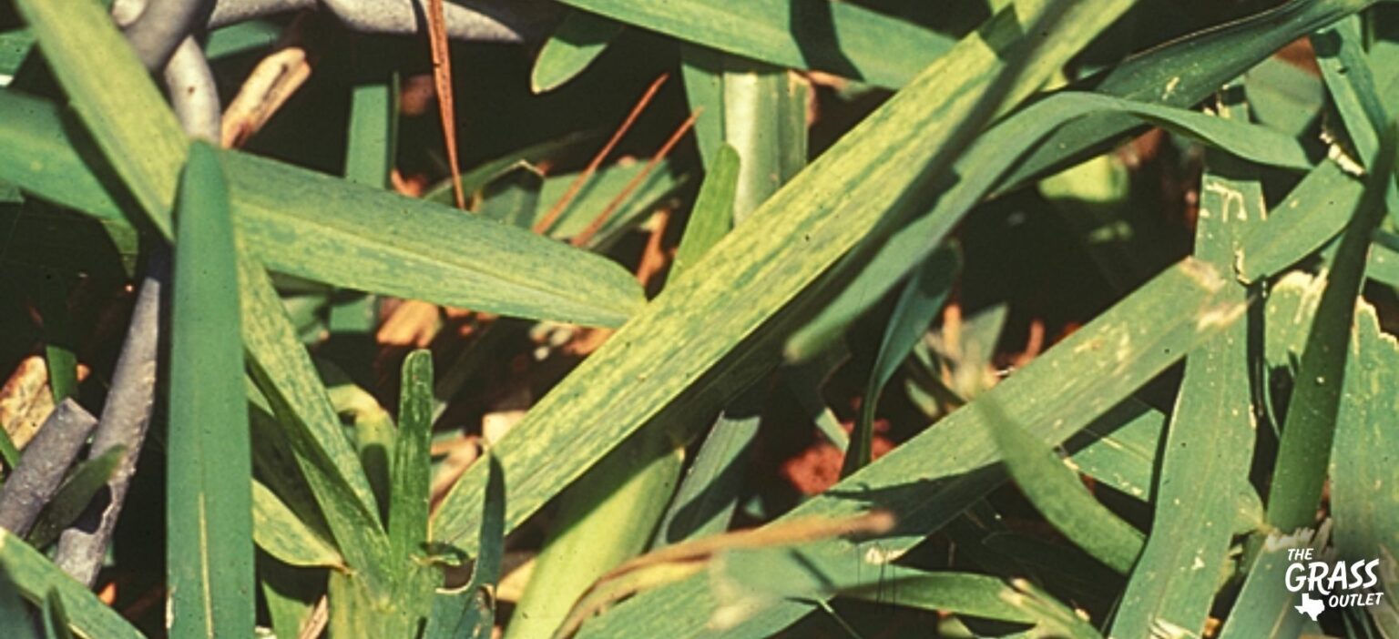 Identifying & Preventing Diseases On Lawn | The Grass Outlet