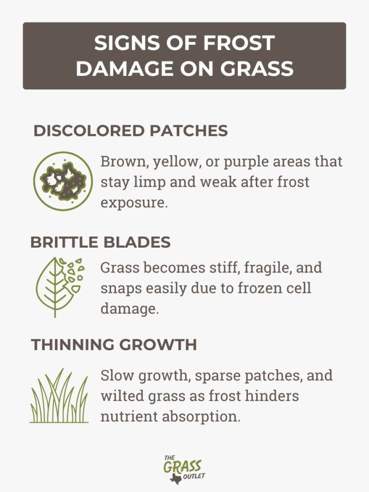 How To Prevent Frost Damage in Texas | The Grass Outlet