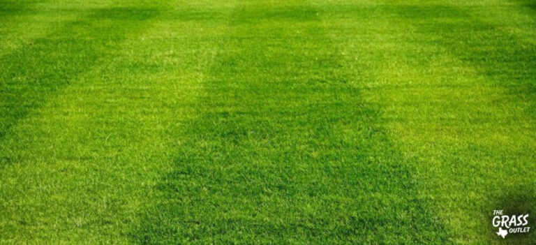 2 Best Types of Grass for Soccer Fields: Celebration Bermuda and Tifway ...