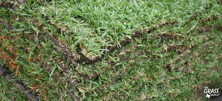 How to Lay Sod: A Step-by-Step Guide for a Beautiful Lawn | The Grass ...