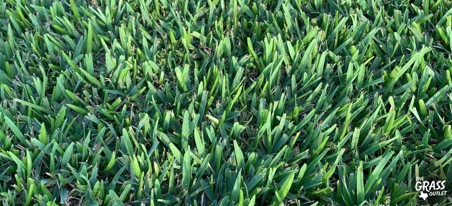 7 Low Maintenance Grass Varieties Best For Texas Lawns | The Grass Outlet