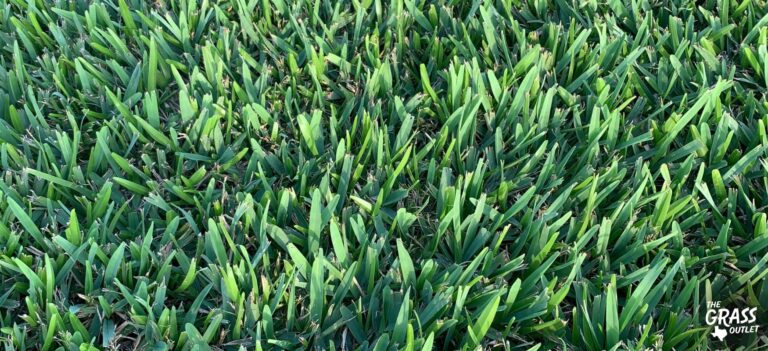 7 Low Maintenance Grass Varieties Best For Texas Lawns | The Grass Outlet