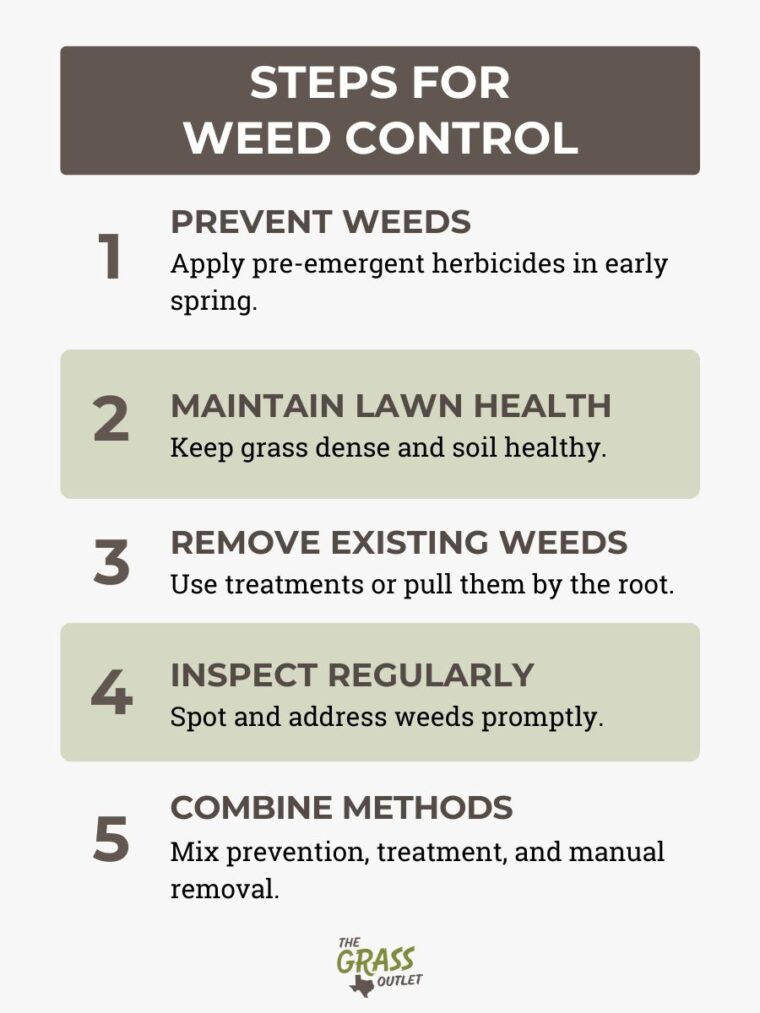 Essential Spring Lawn Care Guide | The Grass Outlet