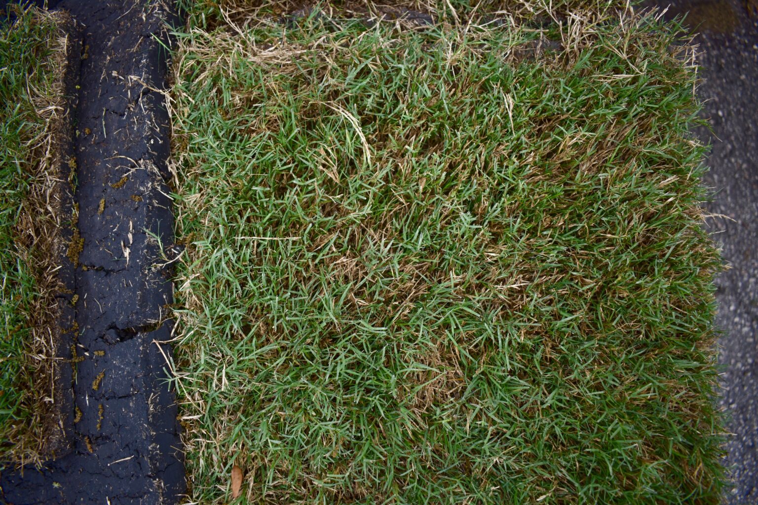 The Grass Outlet | Sod Grass for Austin, San Antonio