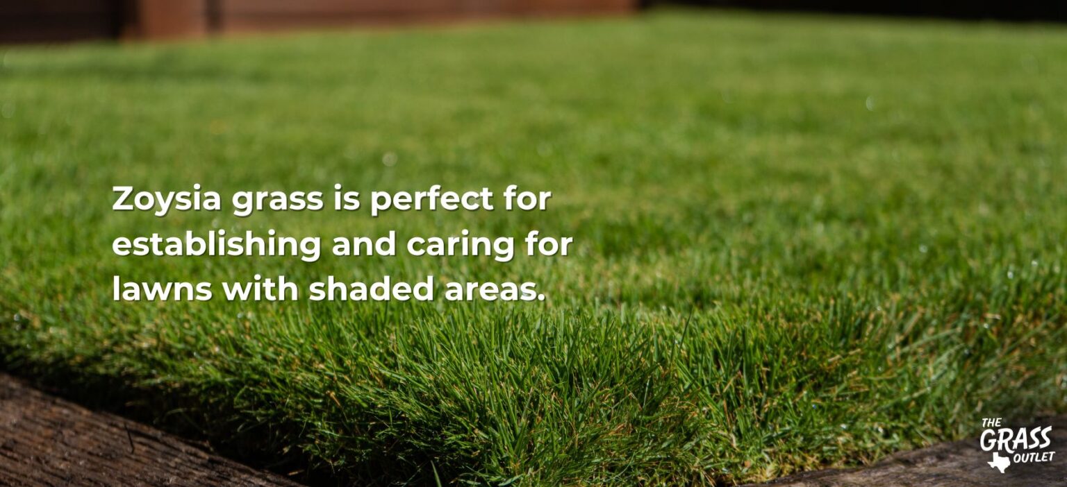 Why Zoysia Grass is Perfect for Shaded Areas | The Grass Outlet