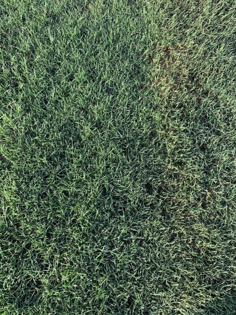 419 Tifway Bermuda Grass Sod - Farm to Home Delivery | The Grass Outlet