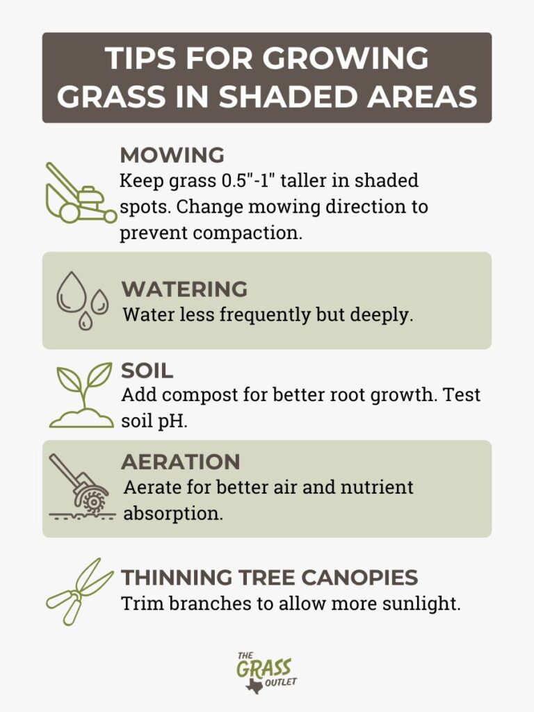Best Grass for Shade in Texas - The Grass Outlet