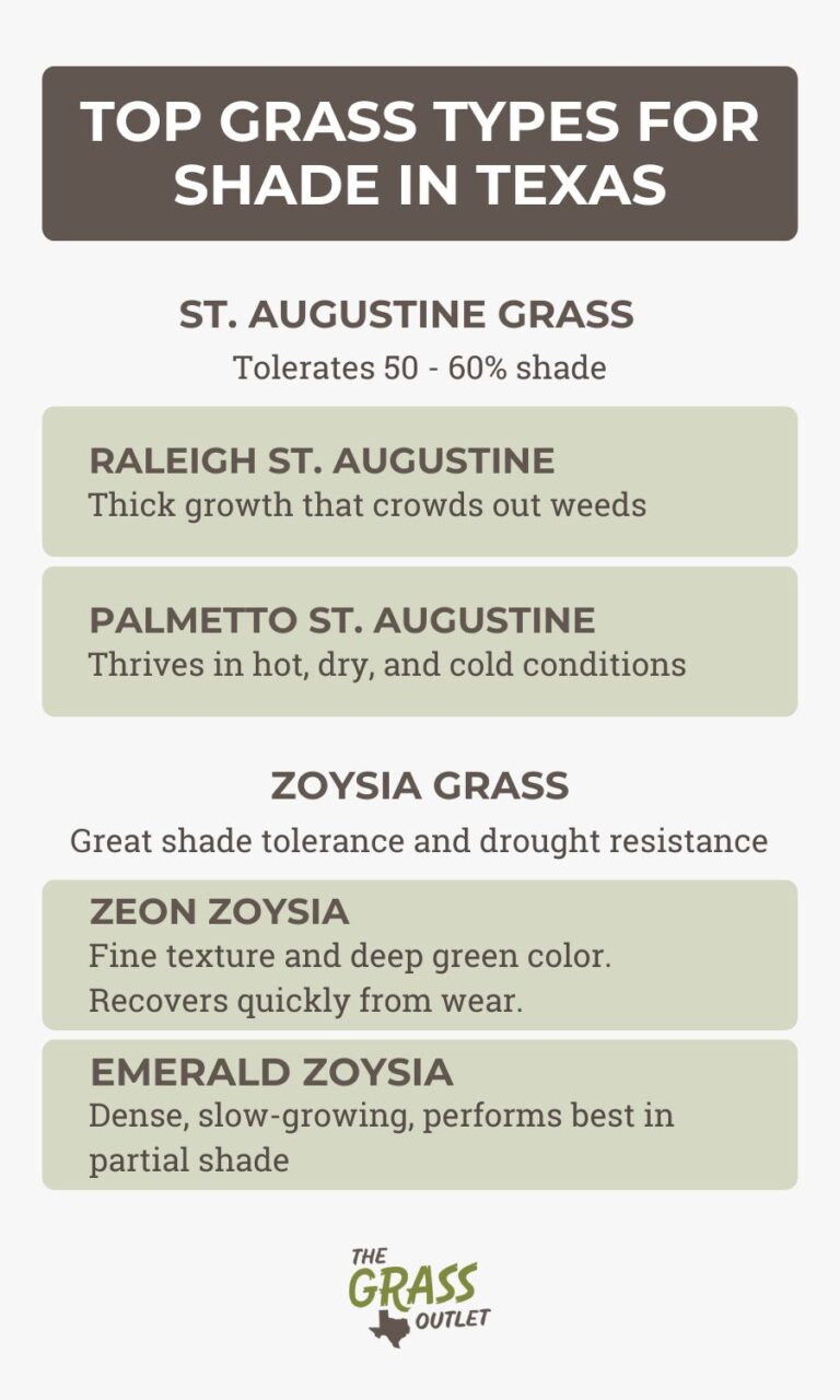 Best Grass for Shade in Texas - The Grass Outlet