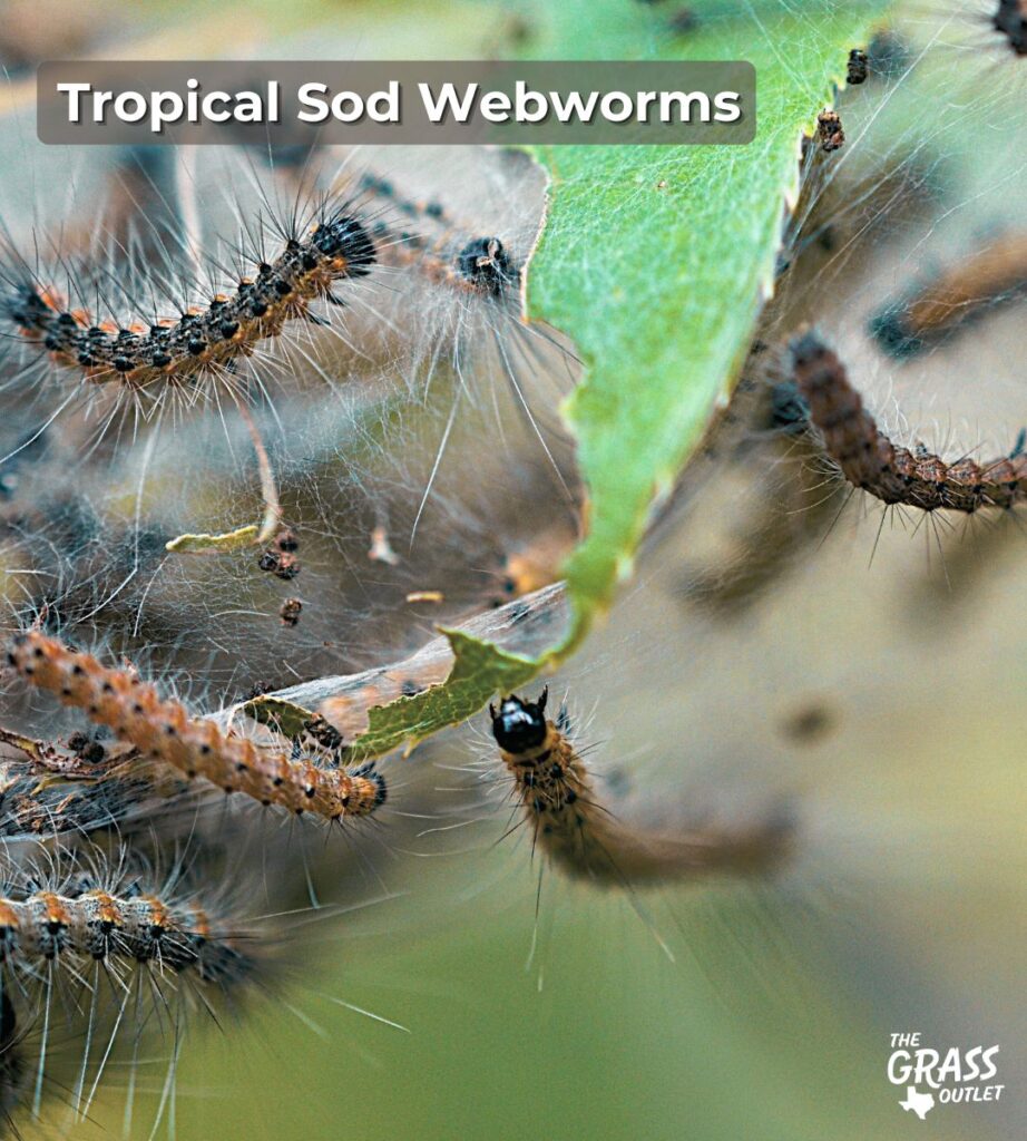 Texas Lawn Insects Identification Guide - The Grass Outlet