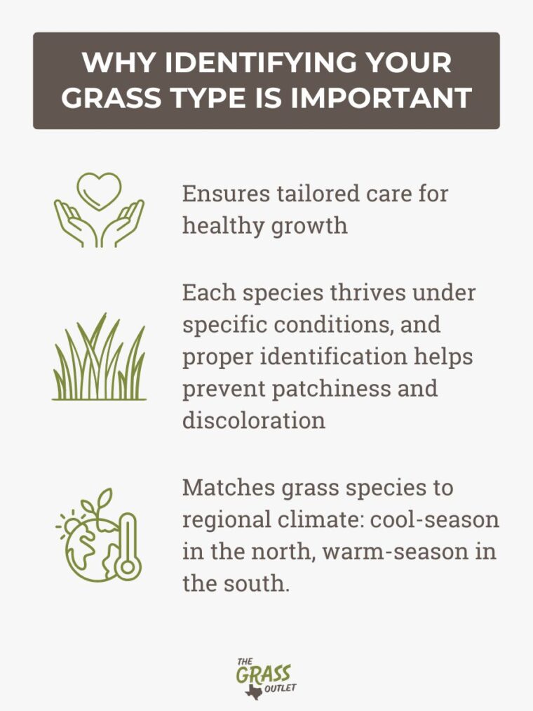 How to Identify Your Grass Type | The Grass Outlet | Texas