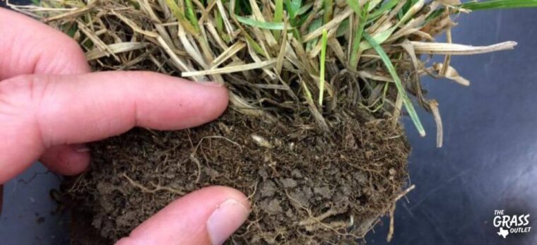 What Is Dethatching, And Why Does Your Lawn Need It? | The Grass Outlet