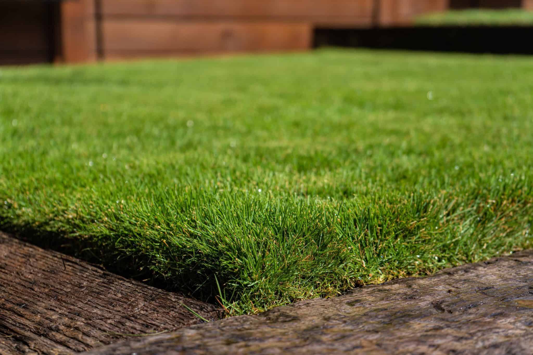 The Grass Outlet | Sod Grass for Austin, San Antonio