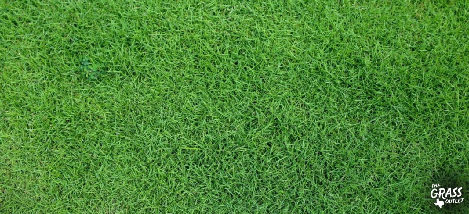 7 Low Maintenance Grass Varieties Best For Texas Lawns | The Grass Outlet