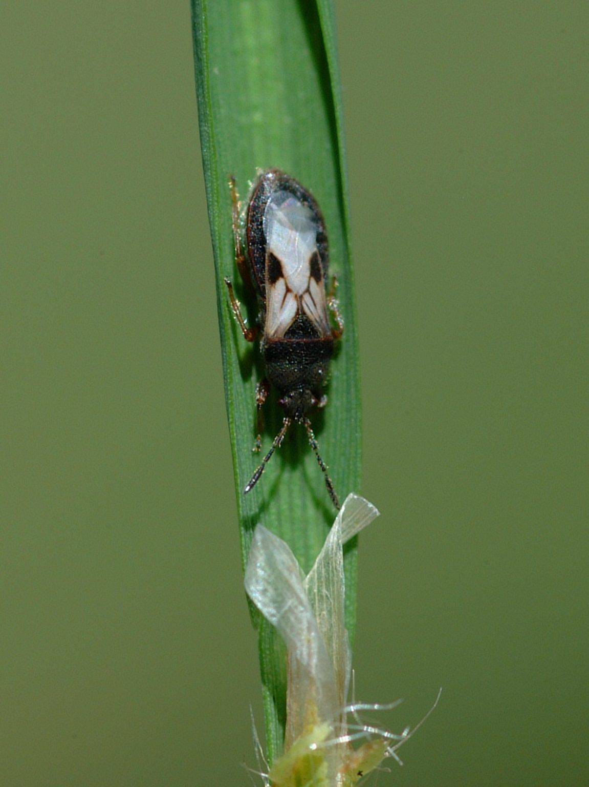 Controlling Chinch Bug Infestations | The Grass Outlet