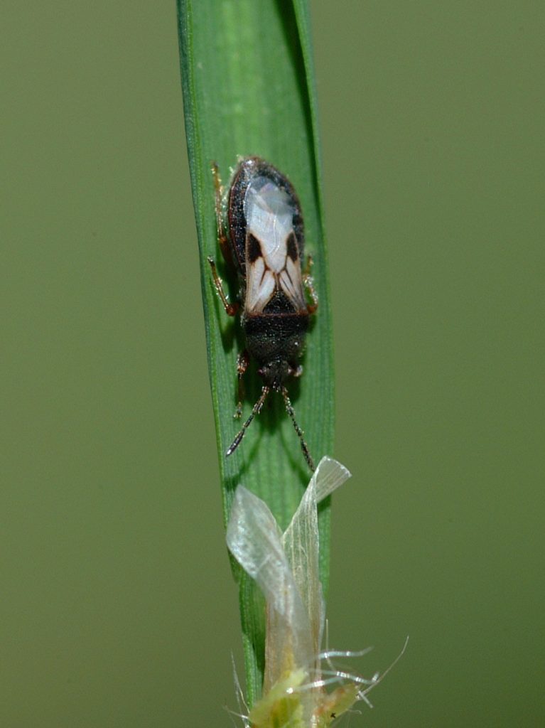 Controlling Chinch Bug Infestations | The Grass Outlet