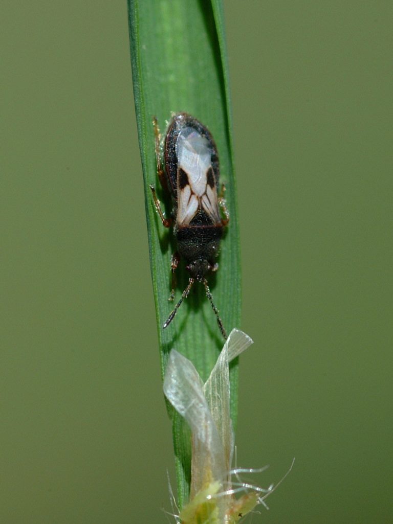 Controlling Chinch Bug Infestations | The Grass Outlet