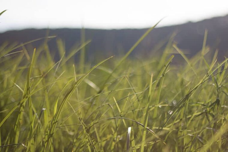 Everything You Need to Know About Thatch | The Grass Outlet