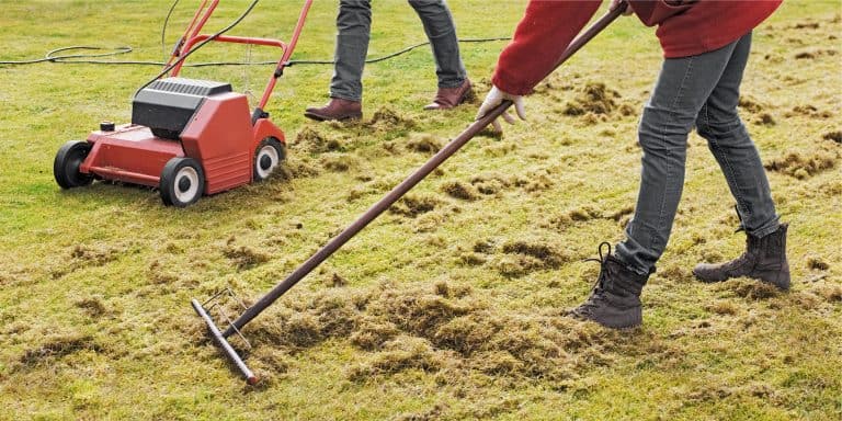 Everything You Need to Know About Thatch | The Grass Outlet